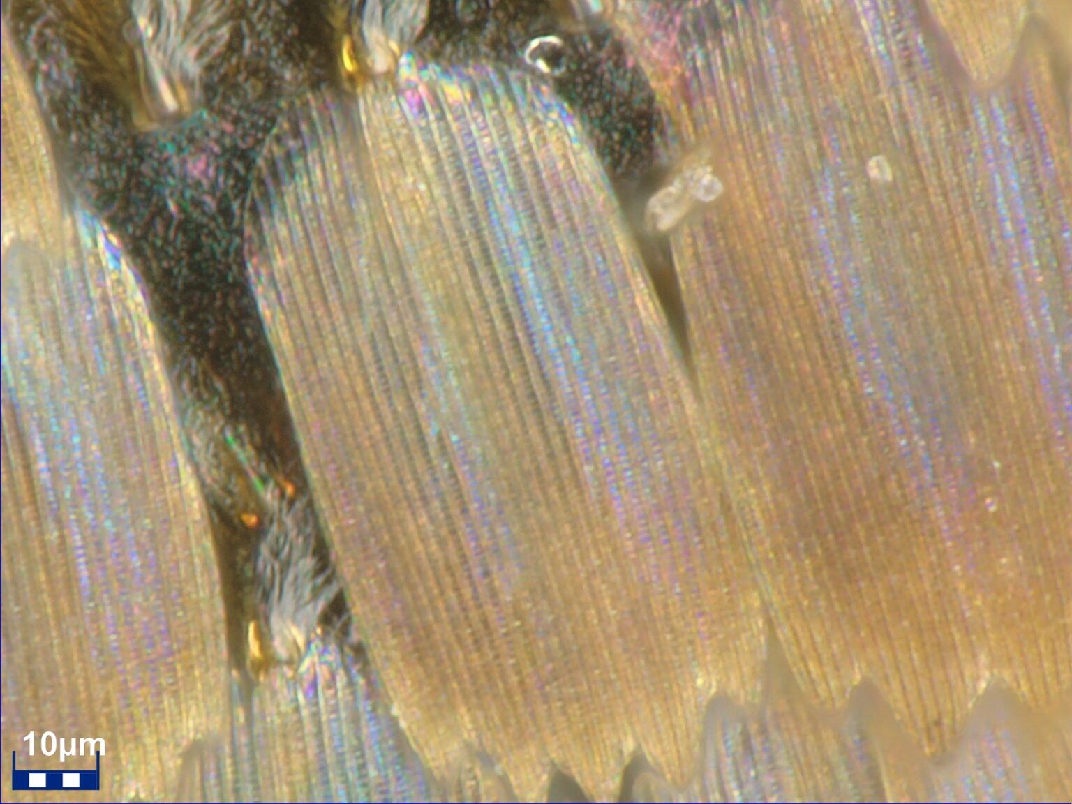 Microstructure Analysis