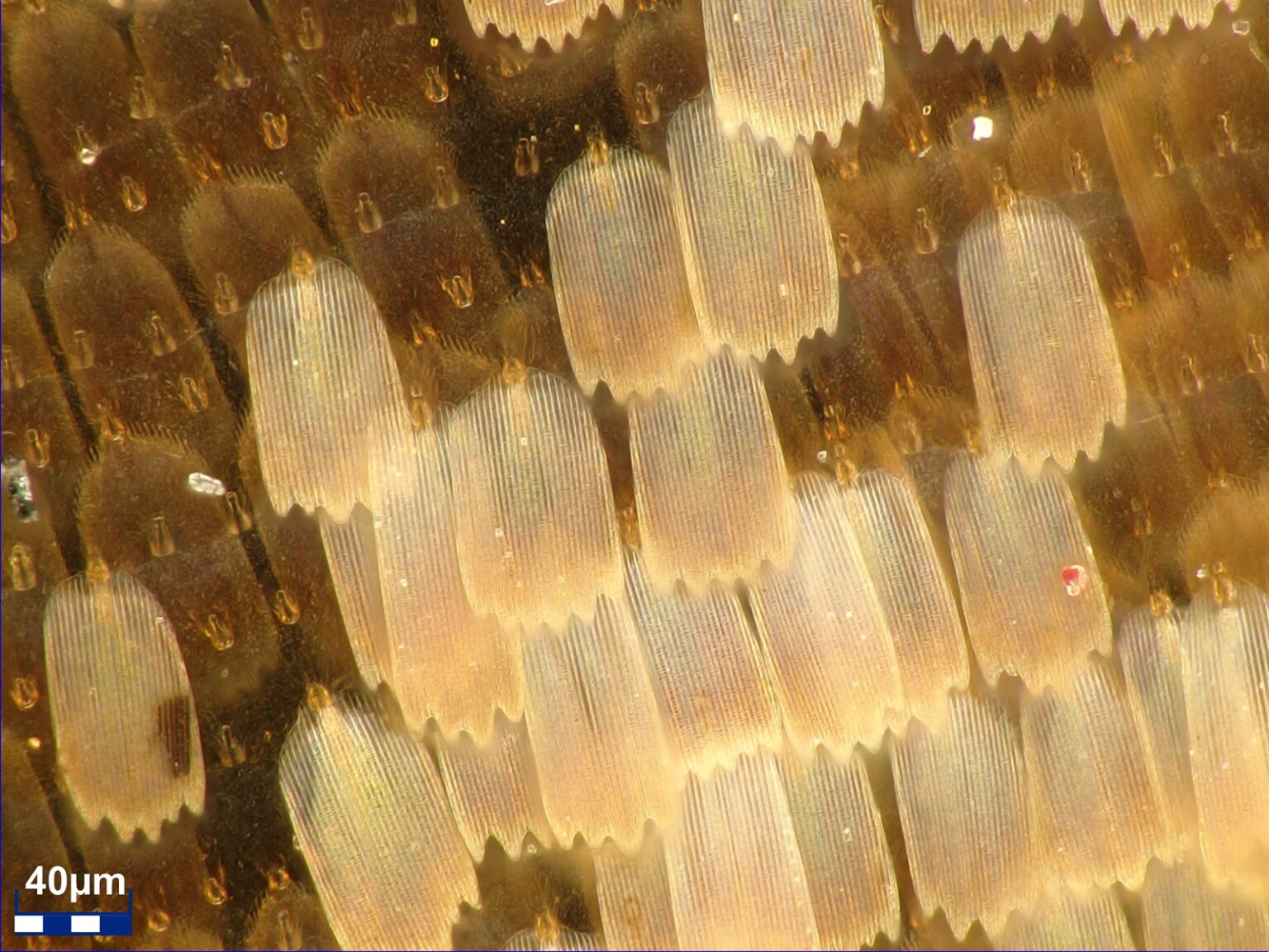 Microstructure Analysis